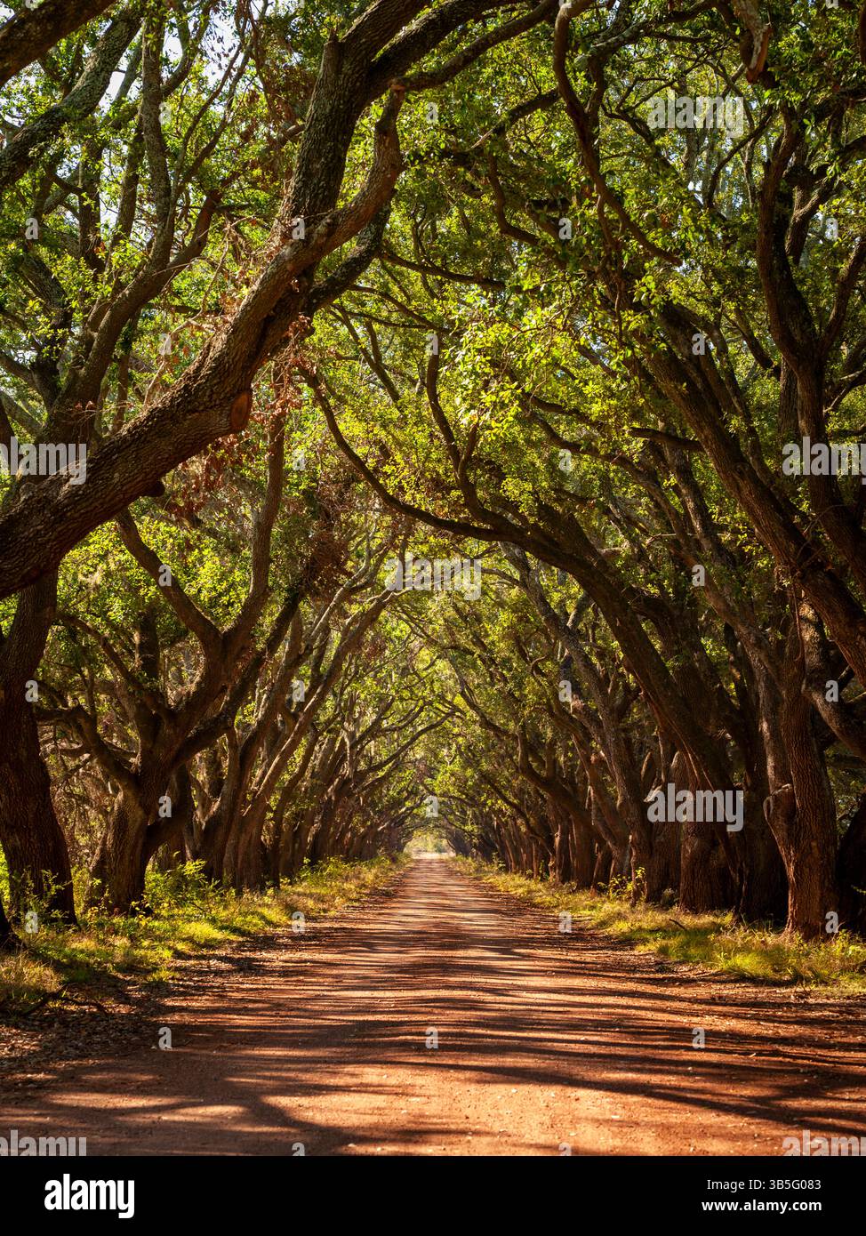 Louisiana oak tree alley with dirt road Stock Photo - Alamy