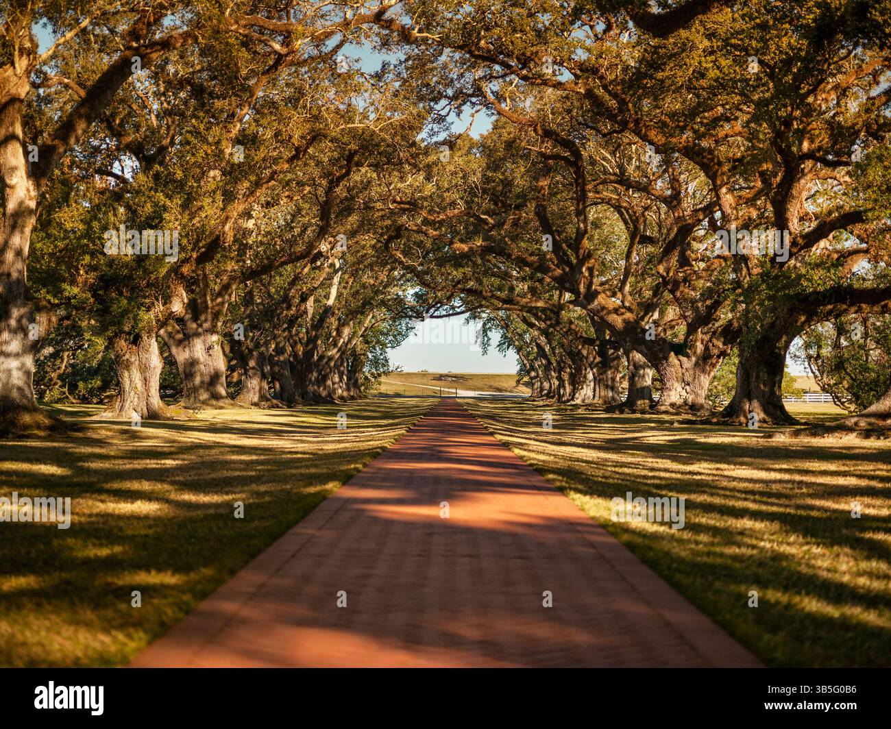 Louisiana oak tree alley pathway with southern landscape Stock Photo ...