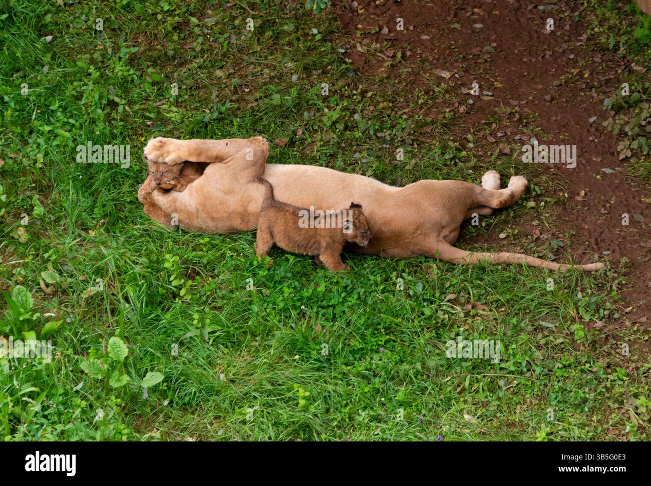Lioness playing with her two little lion cubs Stock Photo - Alamy