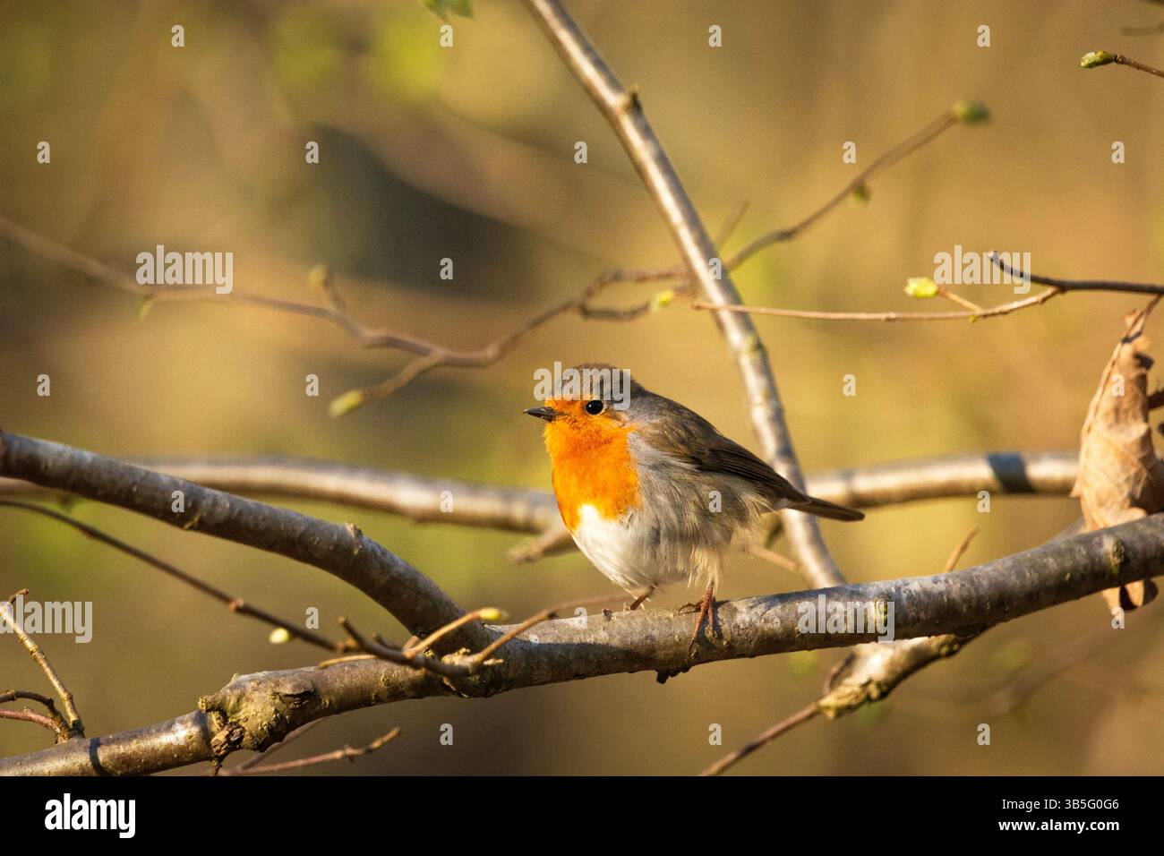 Spring bird sitting on branch hi-res stock photography and images - Alamy