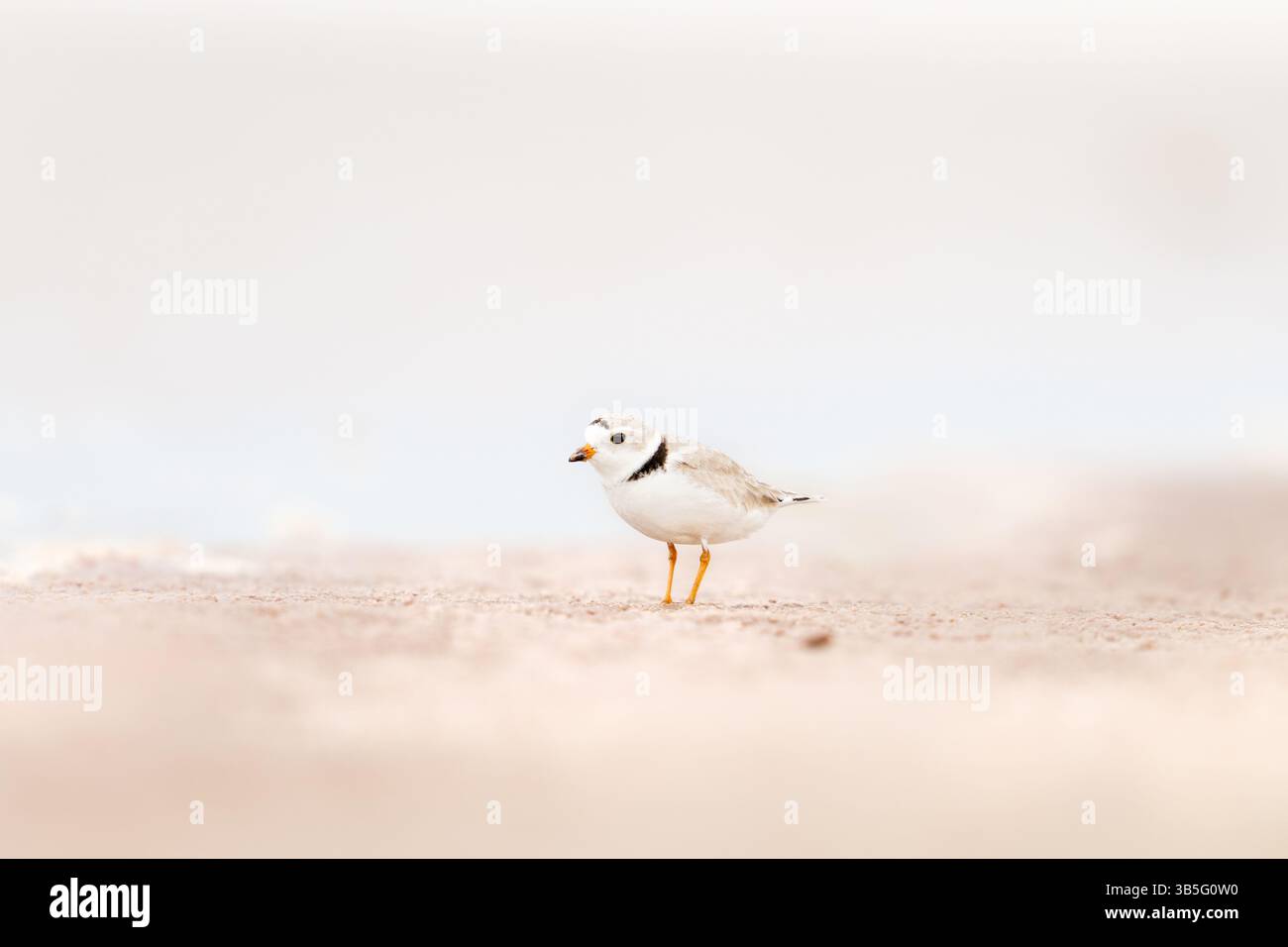 Small Piping Plover Bird on Sandy Beach in Nature Setting, Minim Stock ...