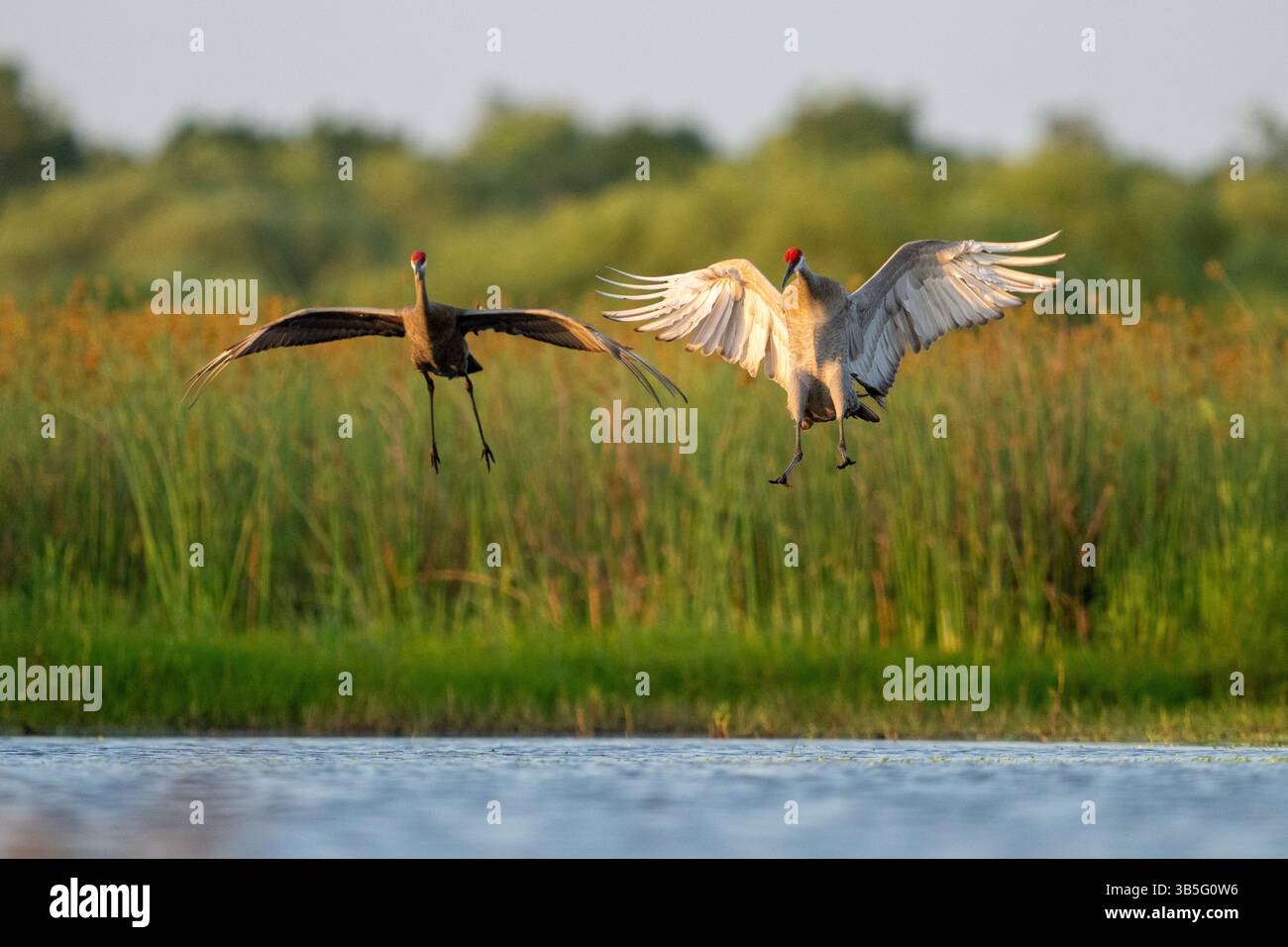 Avifauna moment hi-res stock photography and images - Alamy