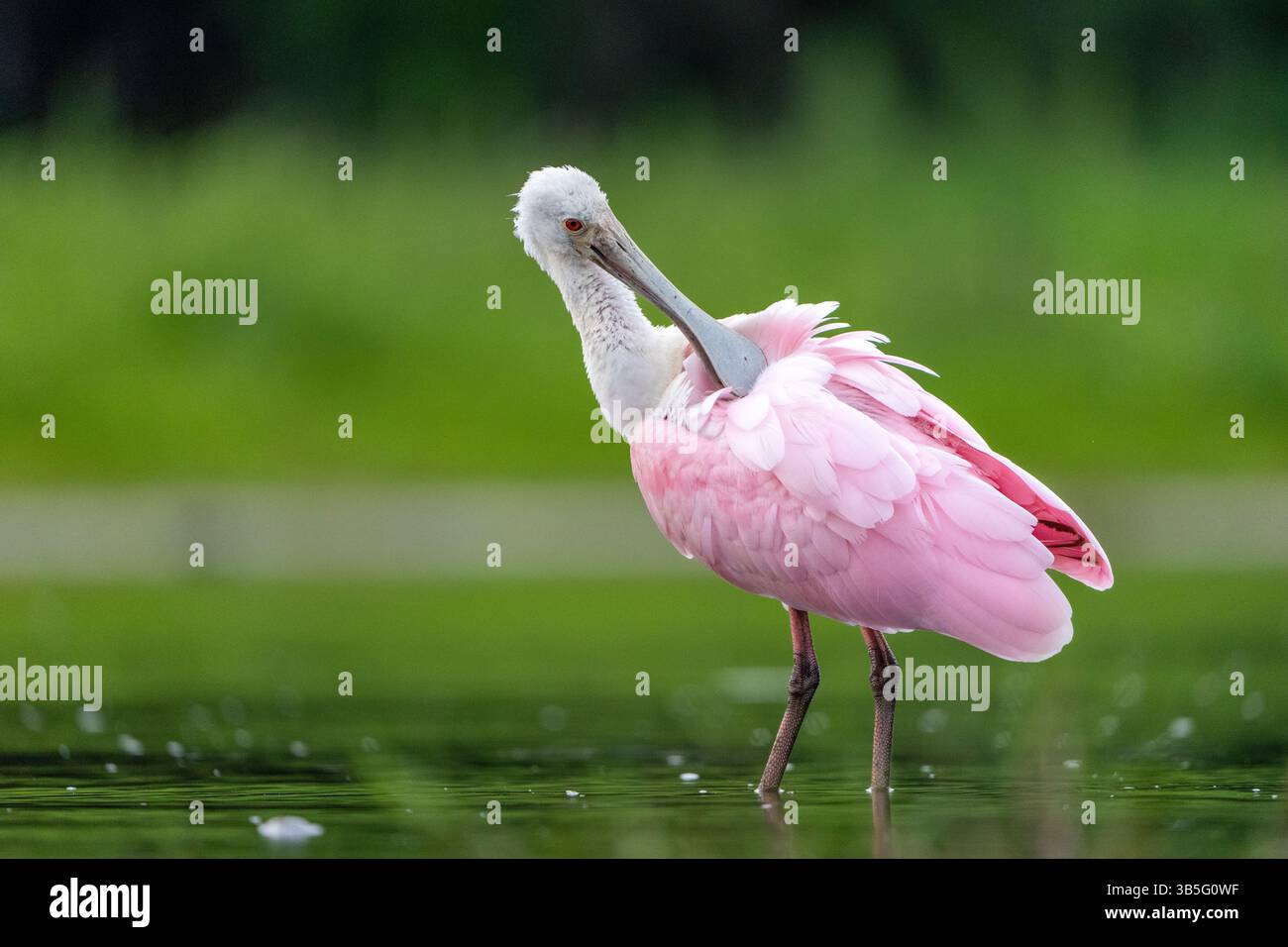 Pink Feathers of a Preening Roseate Spoonbill with Green Backgro Stock ...