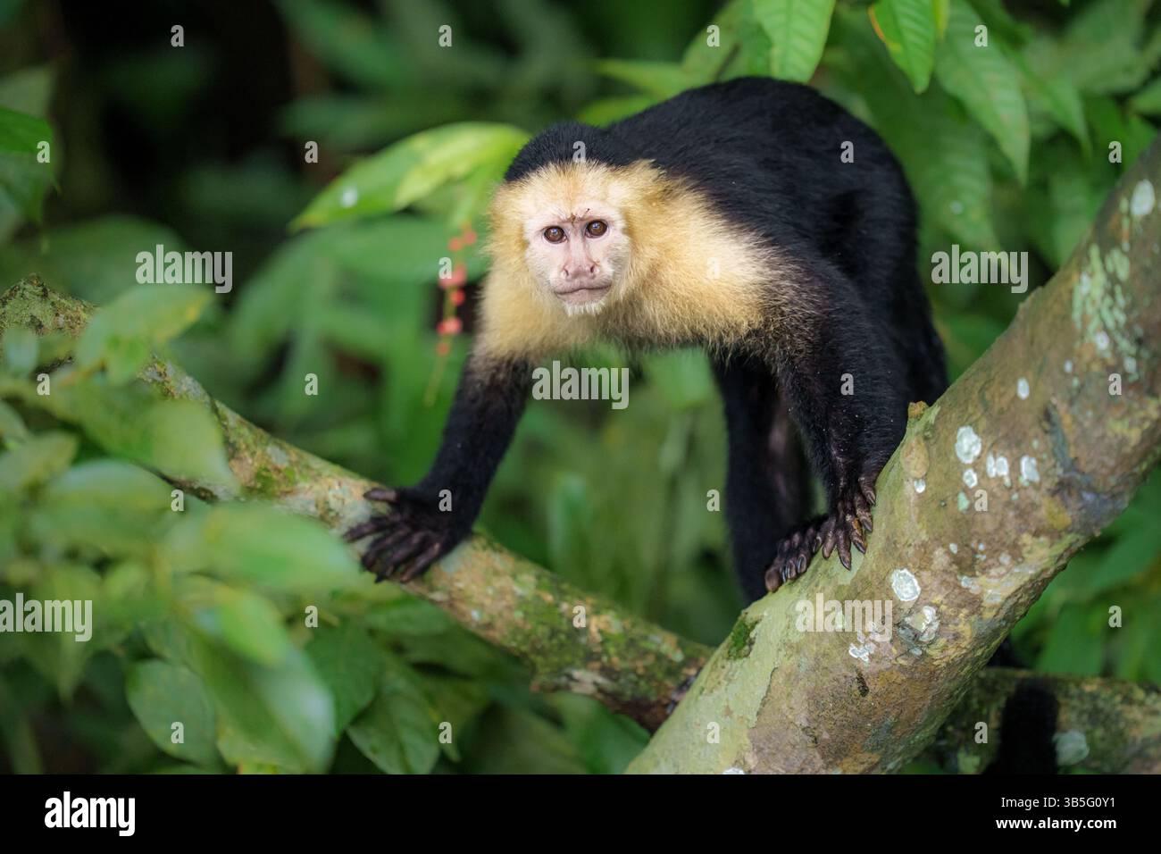 Close-Up of Capuchin Monkey in Tropical Rainforest Habitat, Perc Stock ...