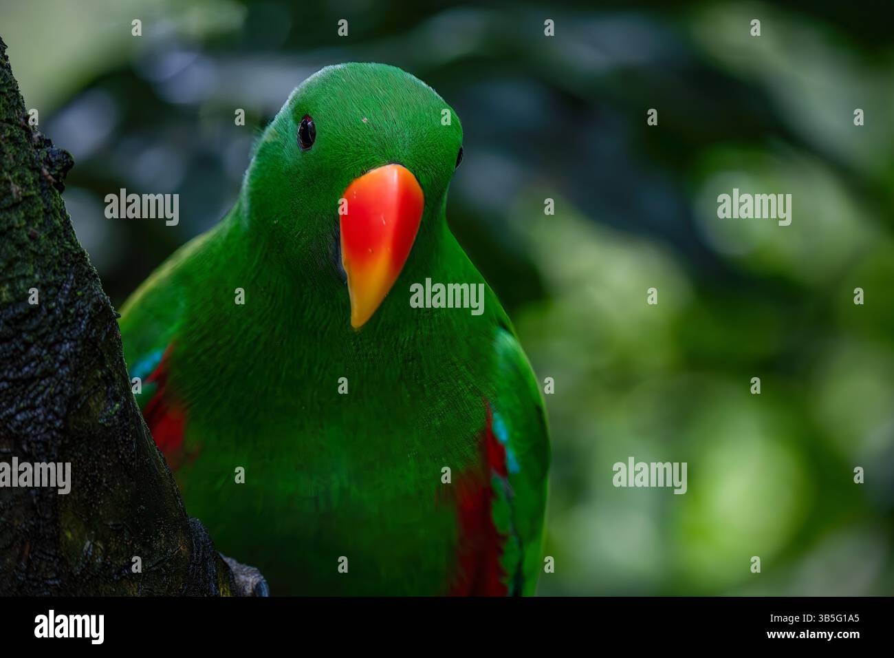 lose up of a Nuri Bayan bird or Parrot Stock Photo - Alamy