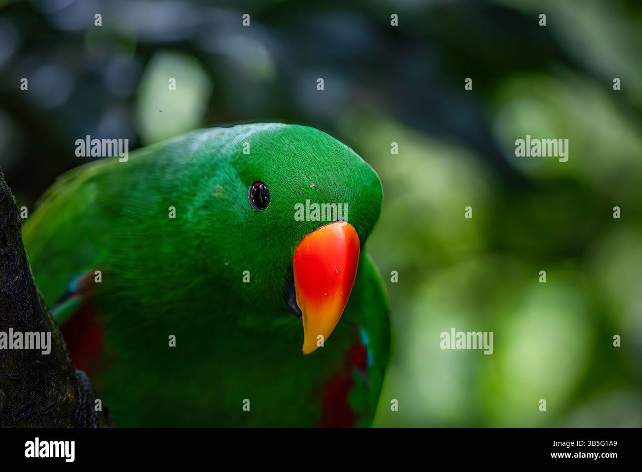 Love bird parrots wings close up hi-res stock photography and images ...