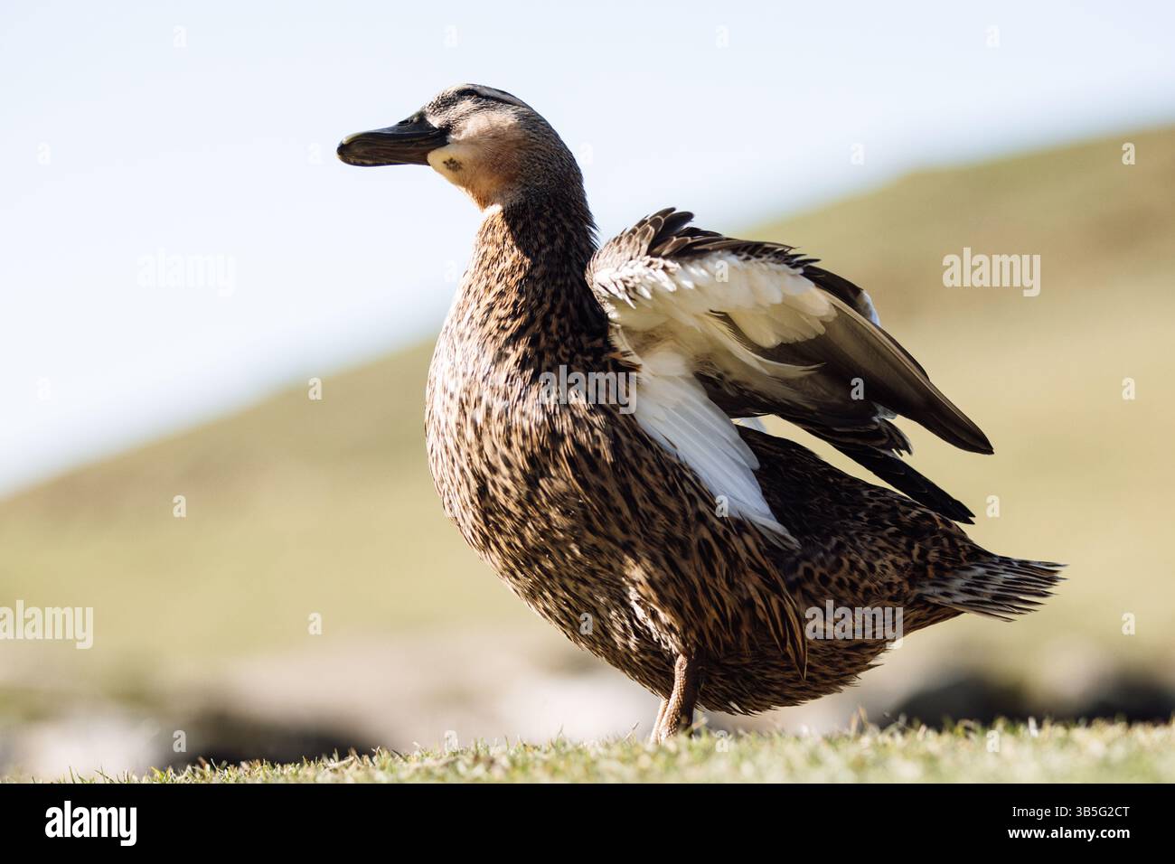 Duck stretching wings at Wildpark in Kitzbühel, Tyrol Stock Photo - Alamy