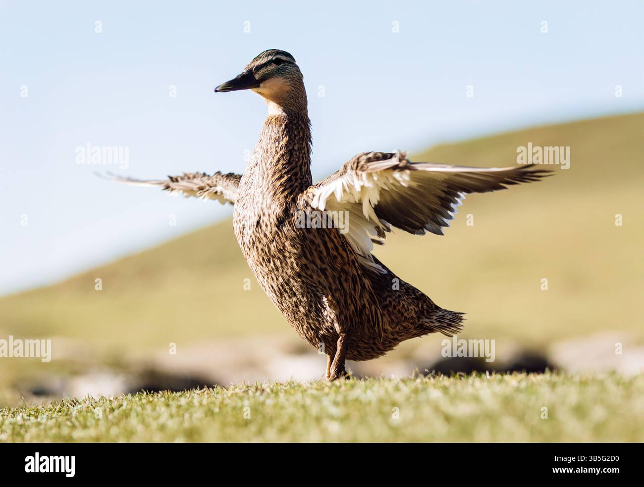 Duck flapping wings at Wildpark in Kitzbühel, Tyrol Stock Photo - Alamy