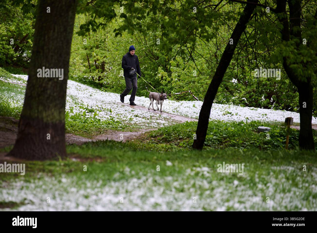A man walks his dog after a snowfall in Moscow, Russia, Friday, May 2, 2025. (AP Photo/Dmitry ...
