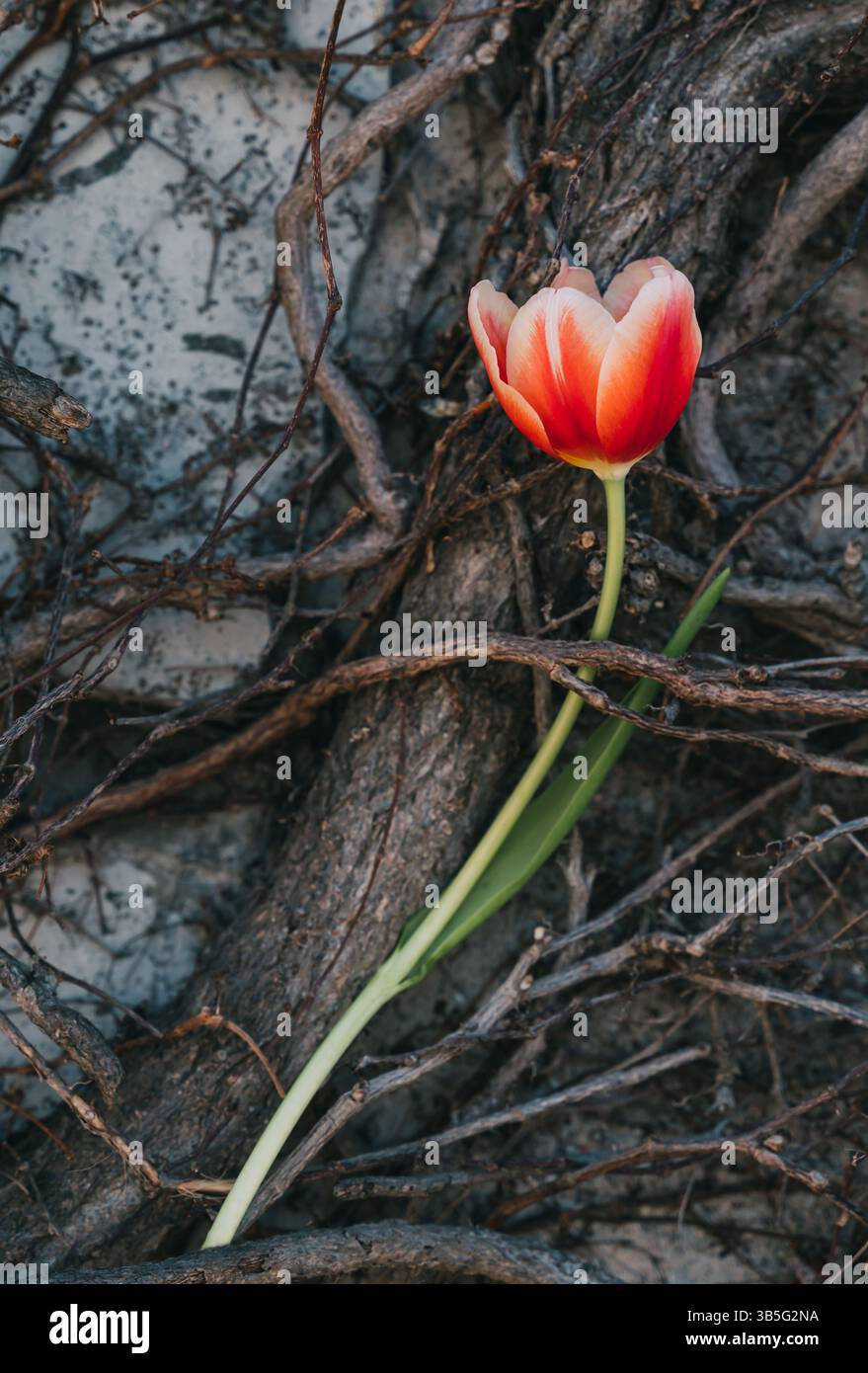 Single orange tulip placed between old vines on stone building Stock ...