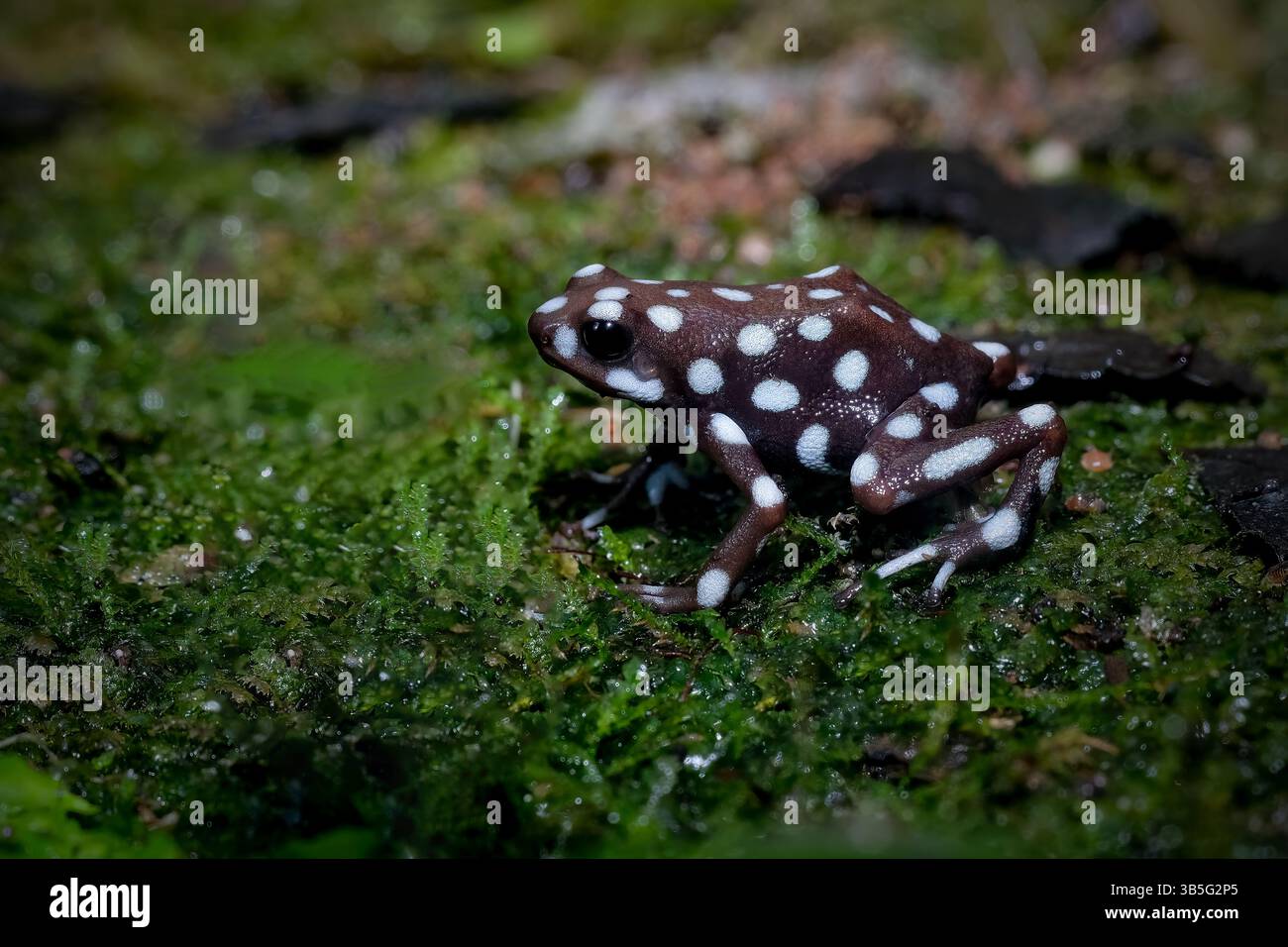 Poison dart frogs Microspot closeup Stock Photo - Alamy