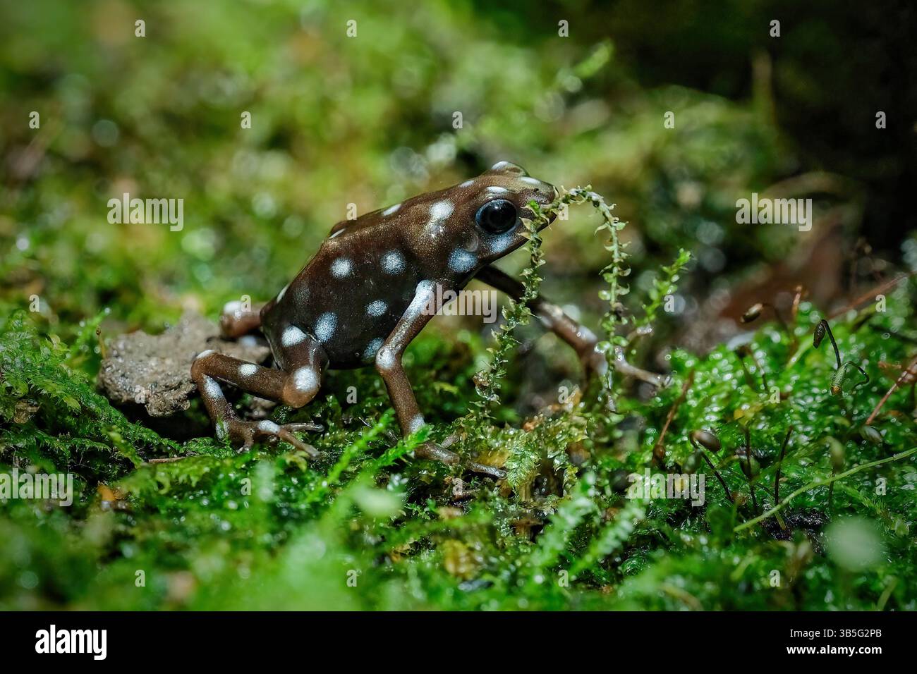 Poison dart frogs Microspot closeup Stock Photo - Alamy
