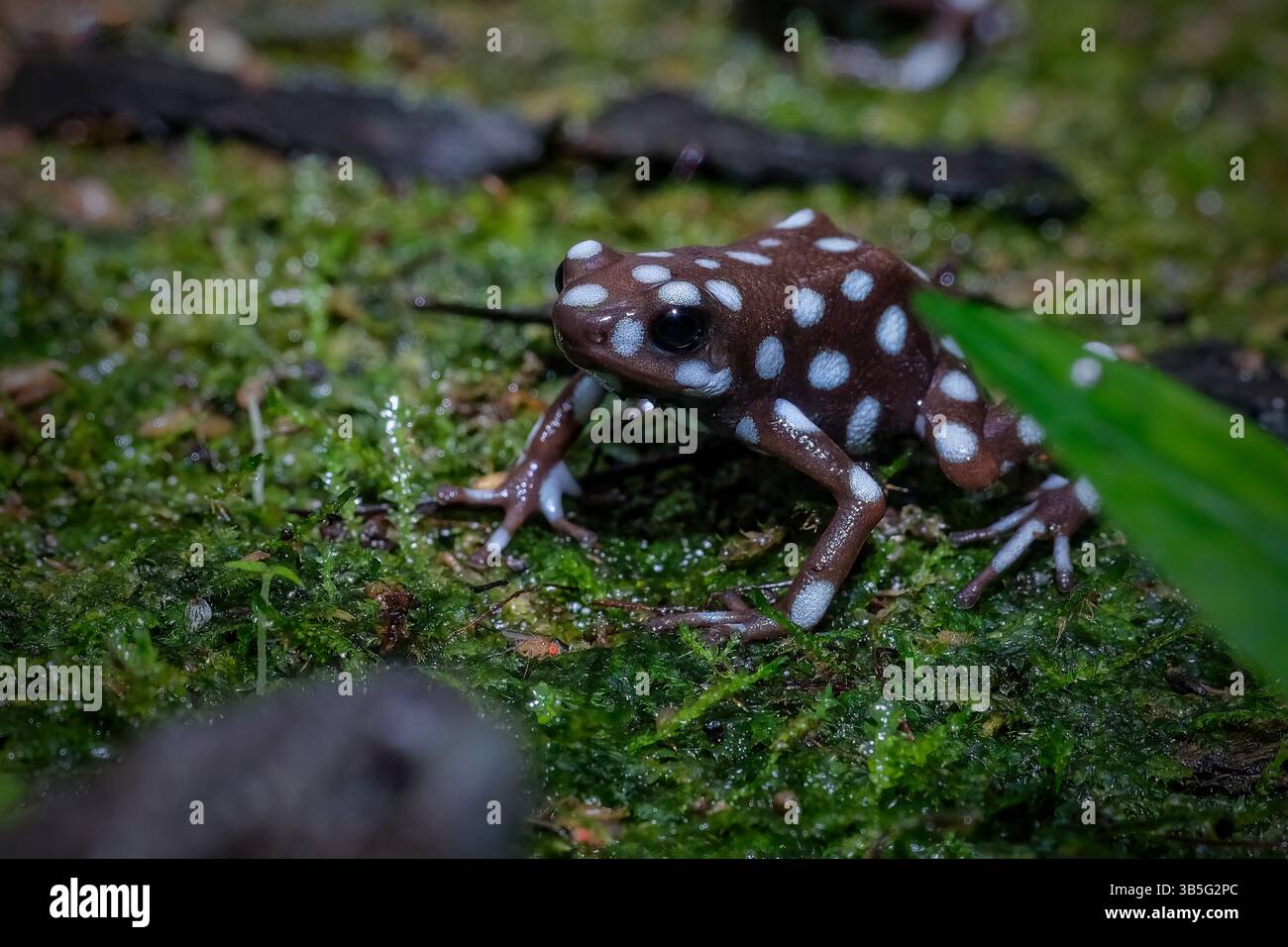 Poisson panama hi-res stock photography and images - Alamy