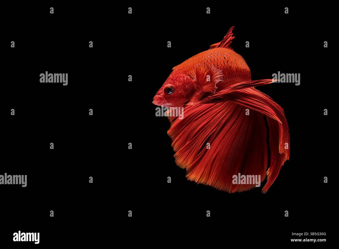 Exotic Red Betta Fish in beautiful dance Stock Photo - Alamy