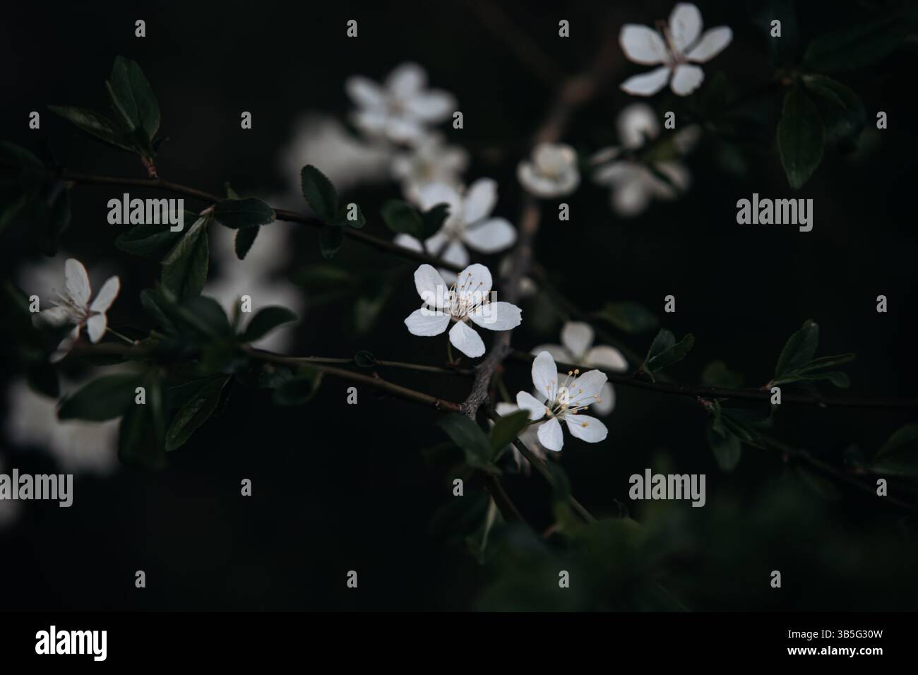 White flowers cherry plum hi-res stock photography and images - Alamy