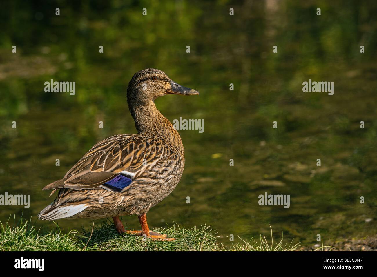 Female Mallard Duck Stock Photo - Alamy