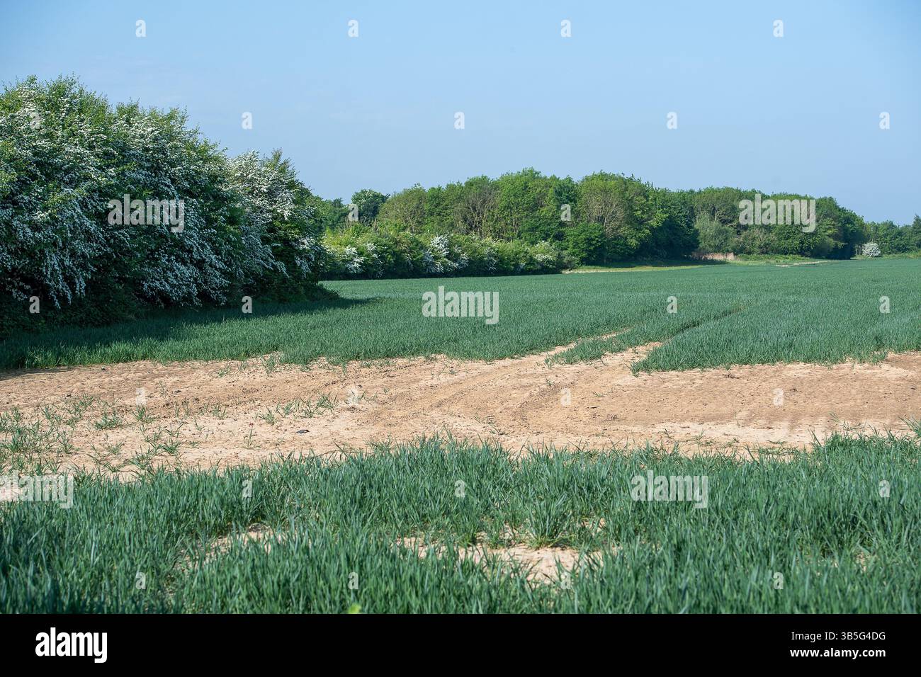 Taplow, Buckinghamshire, UK. 2nd May, 2025. A large patch of failed ...
