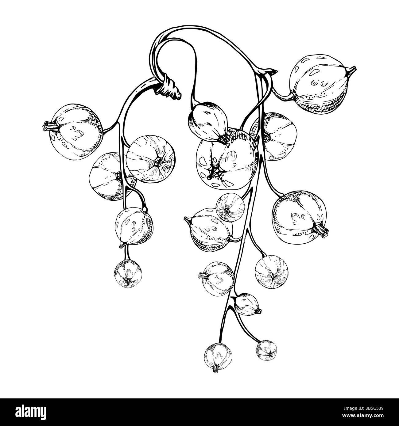 Stalk cluster Black and White Stock Photos & Images - Alamy