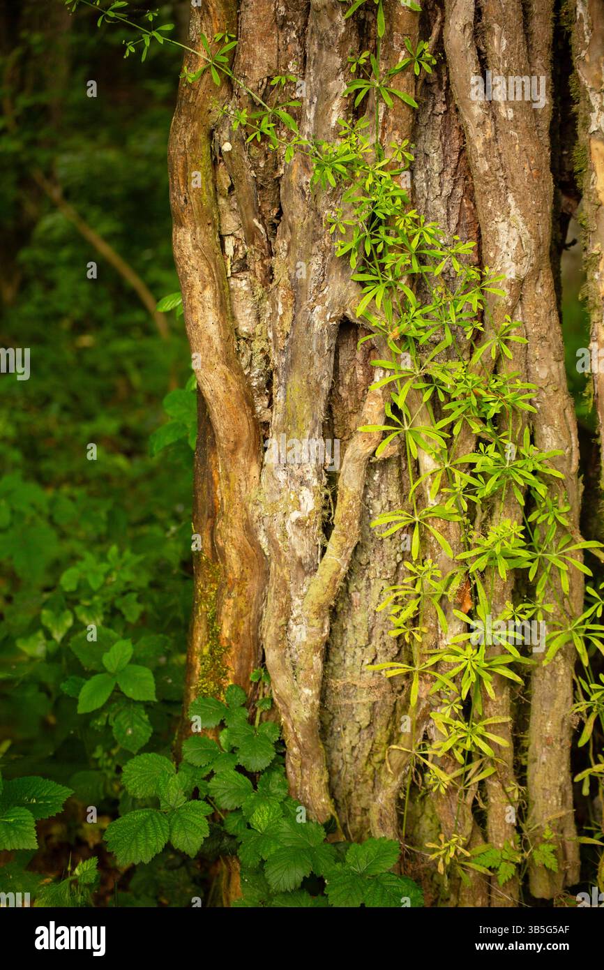 Green cleavers plant climbing tree bark forest nature detail Stock ...