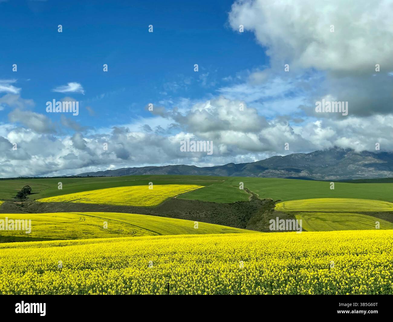 Overberg south africa canola hi-res stock photography and images - Alamy