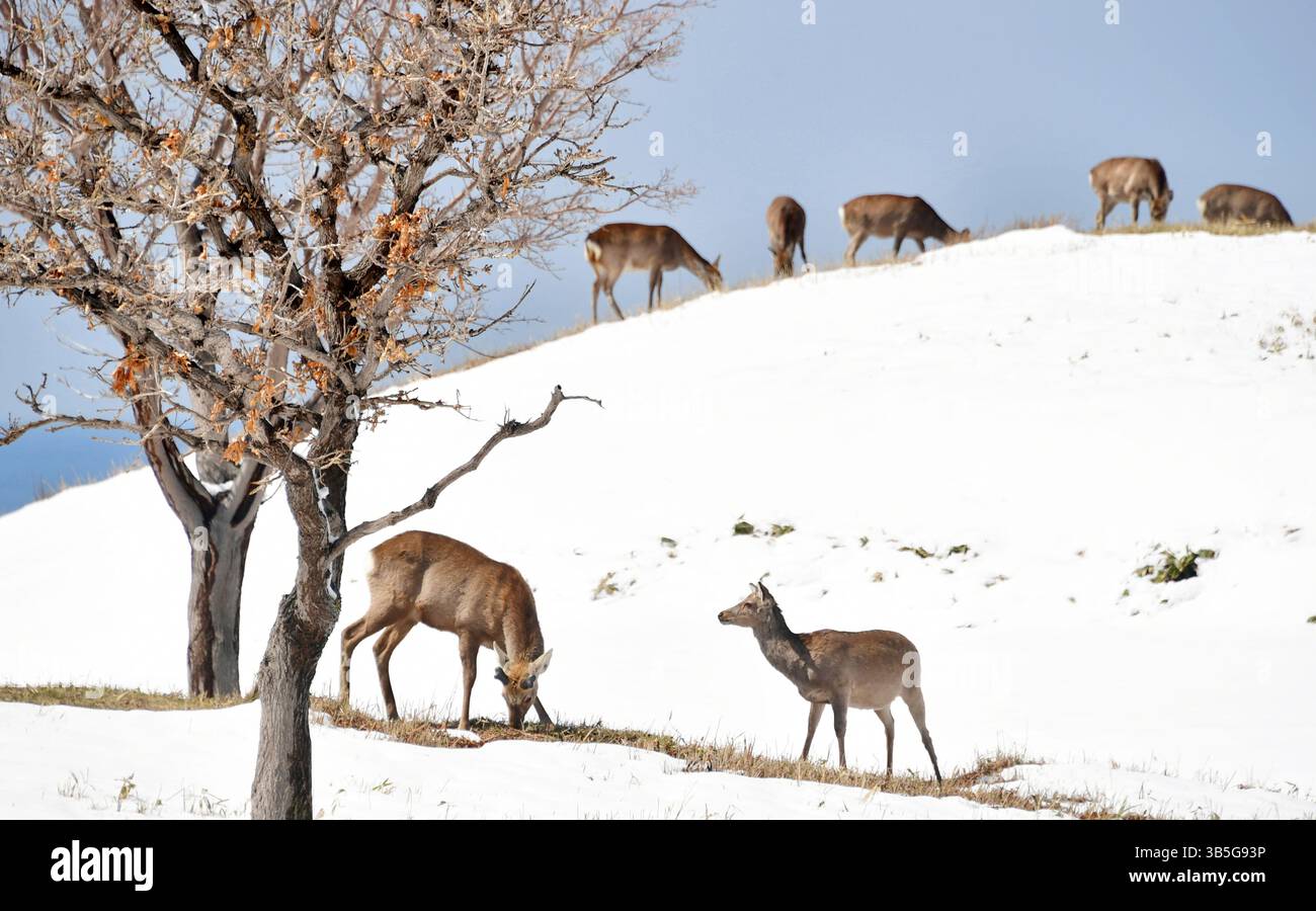 Yezo shika deer (Cervus nippon yesoensis) gather to eat grass at an ...