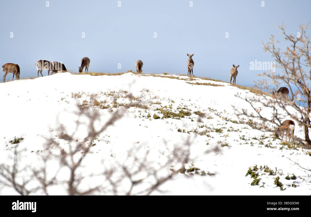 Yezo shika deer (Cervus nippon yesoensis) gather to eat grass at an ...