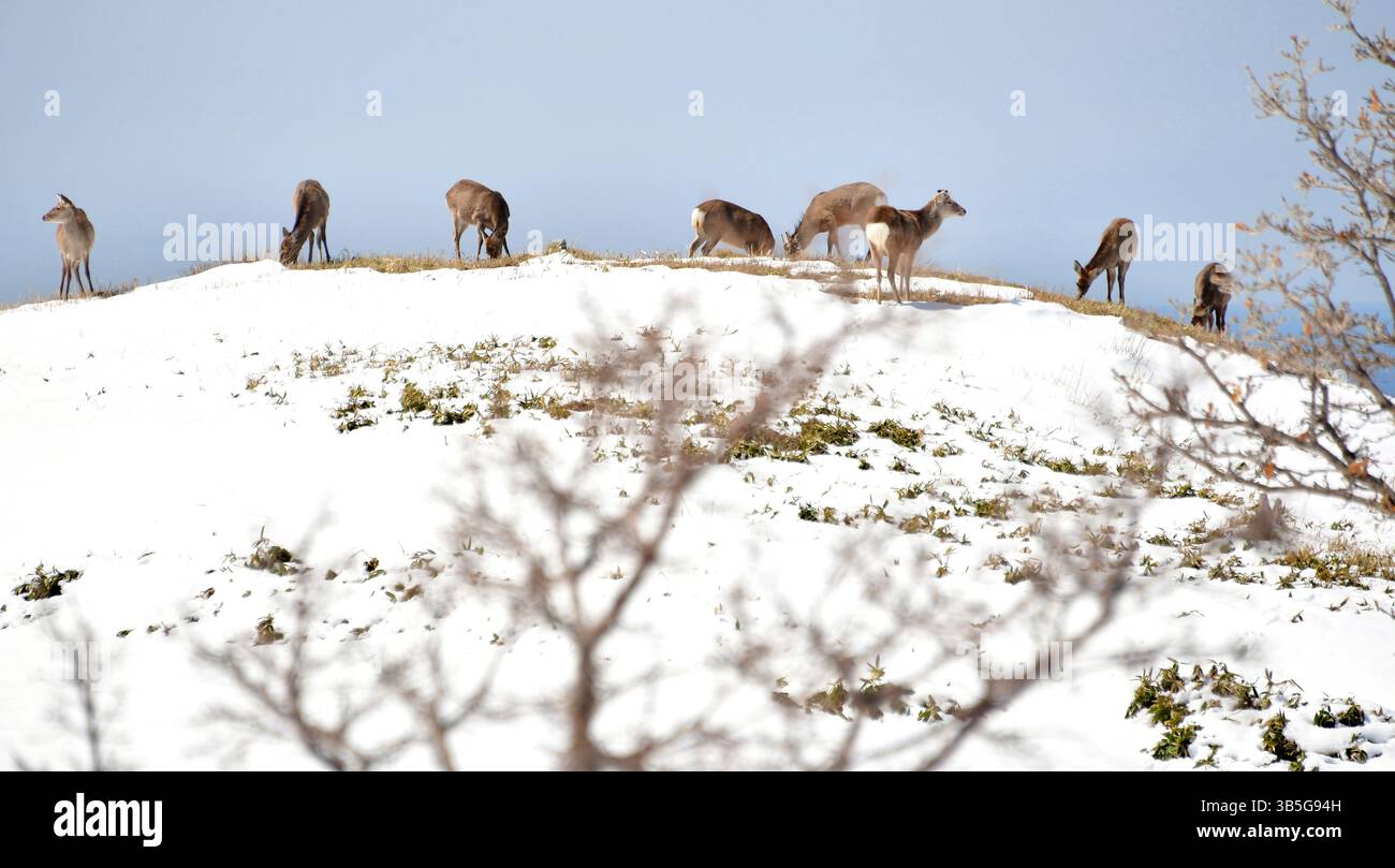 Yezo shika deer (Cervus nippon yesoensis) gather to eat grass at an ...