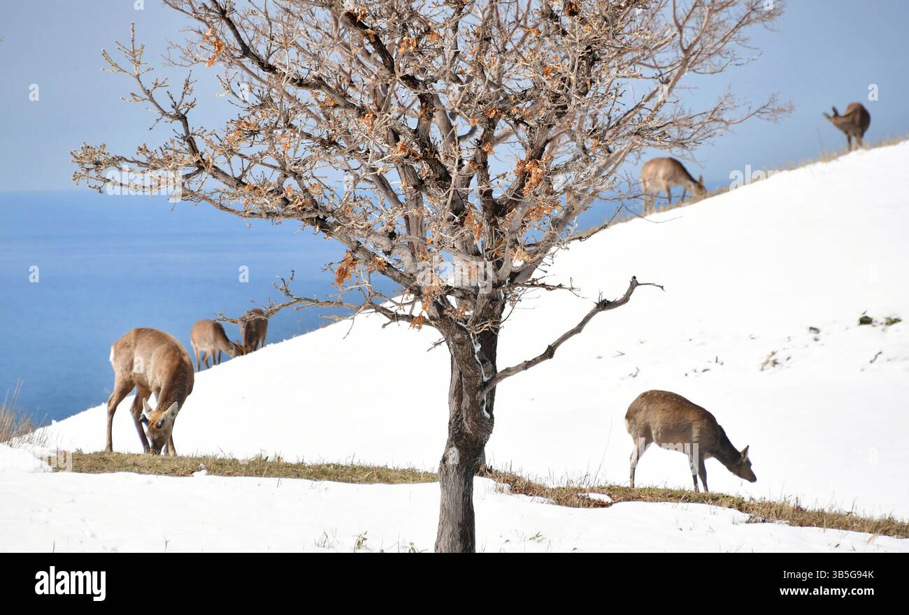 Yezo shika deer (Cervus nippon yesoensis) gather to eat grass at an ...