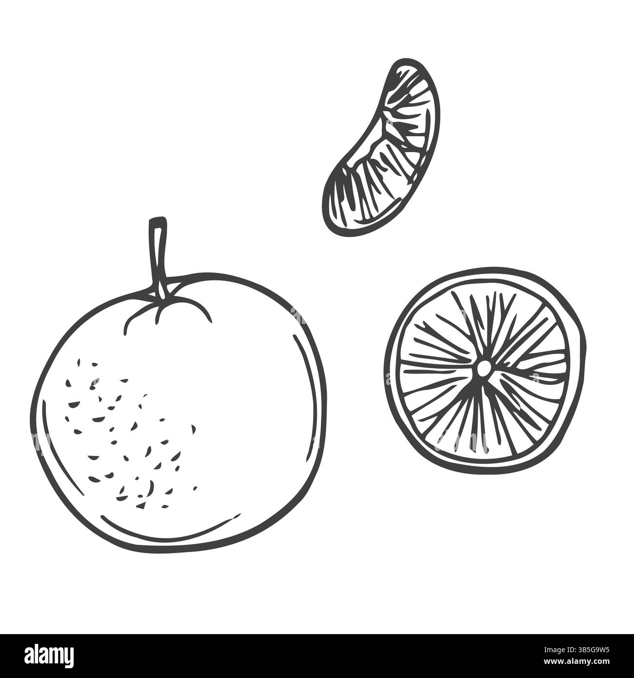 Set of linear drawing oranges isolated on white background. Sketch for ...