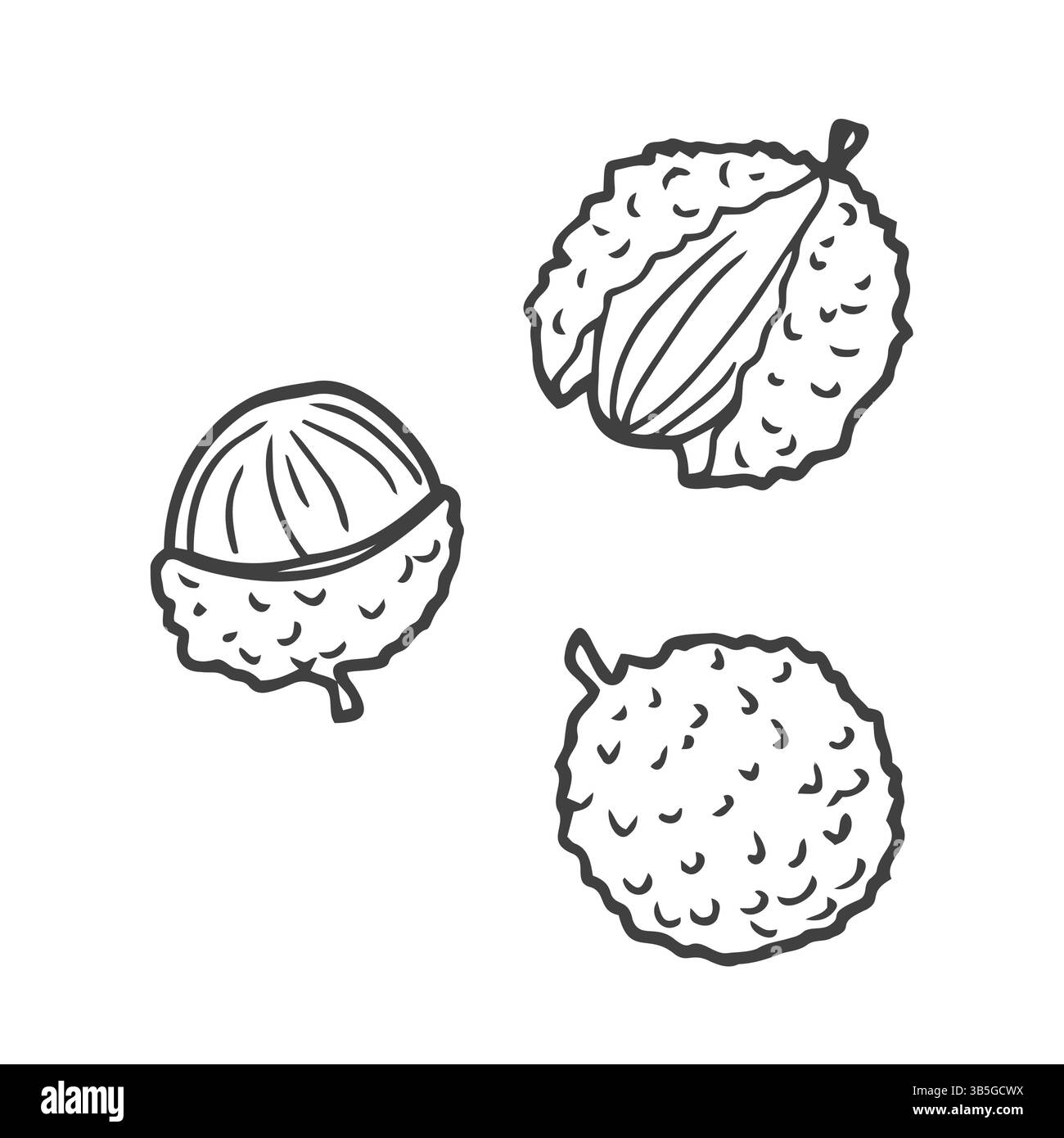 Lychee fruit graphic black white isolated sketch illustration vector ...