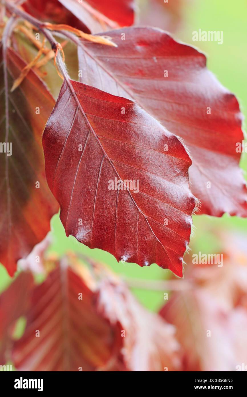 Copper beech. Fagus sylvatica f. purpurea displaying striking reddish ...