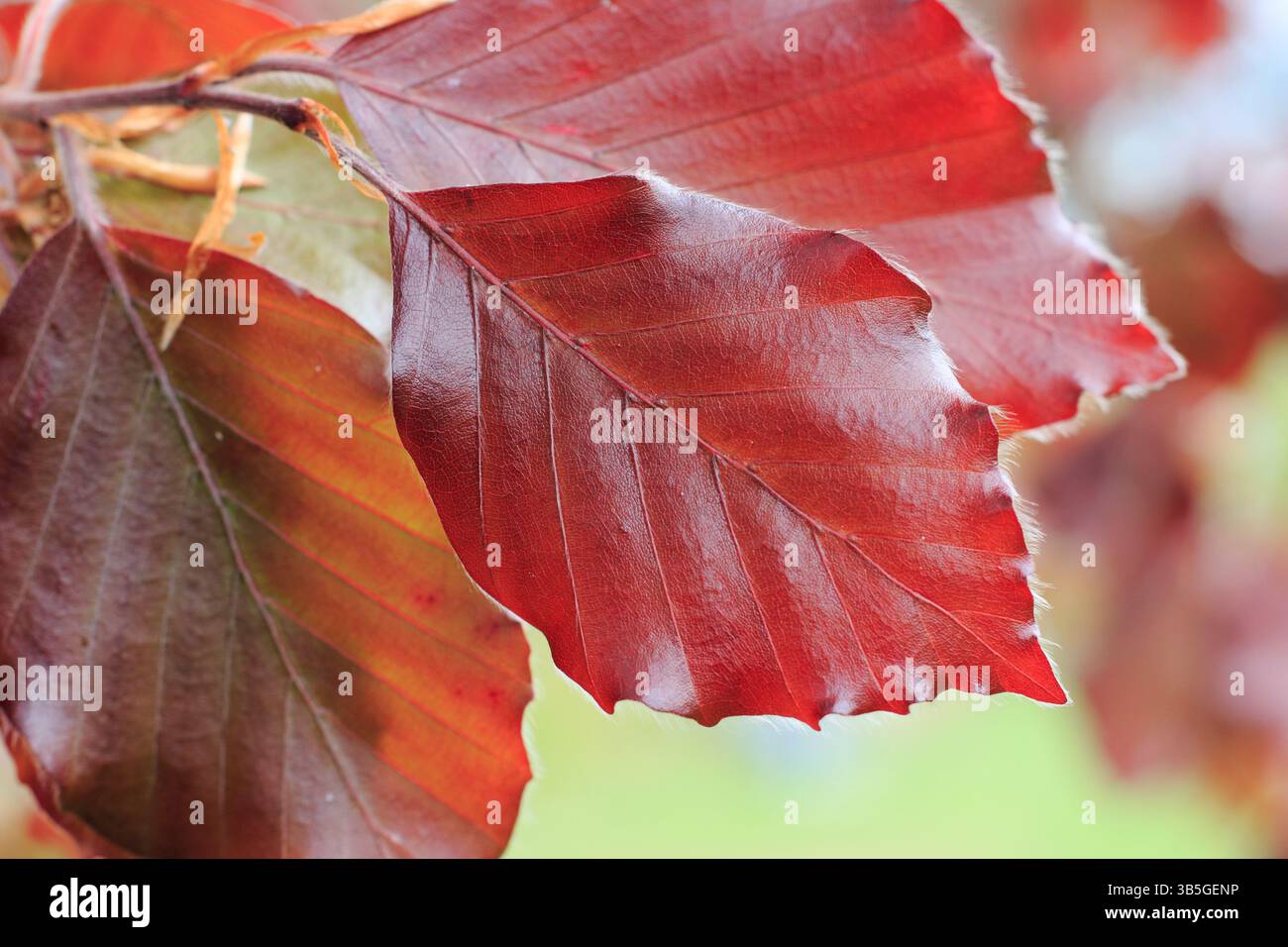 Copper beech. Fagus sylvatica f. purpurea displaying striking reddish ...