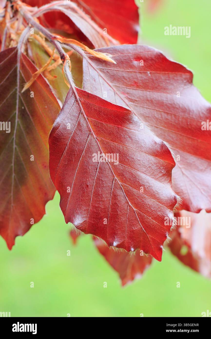 Copper beech. Fagus sylvatica f. purpurea displaying striking reddish ...