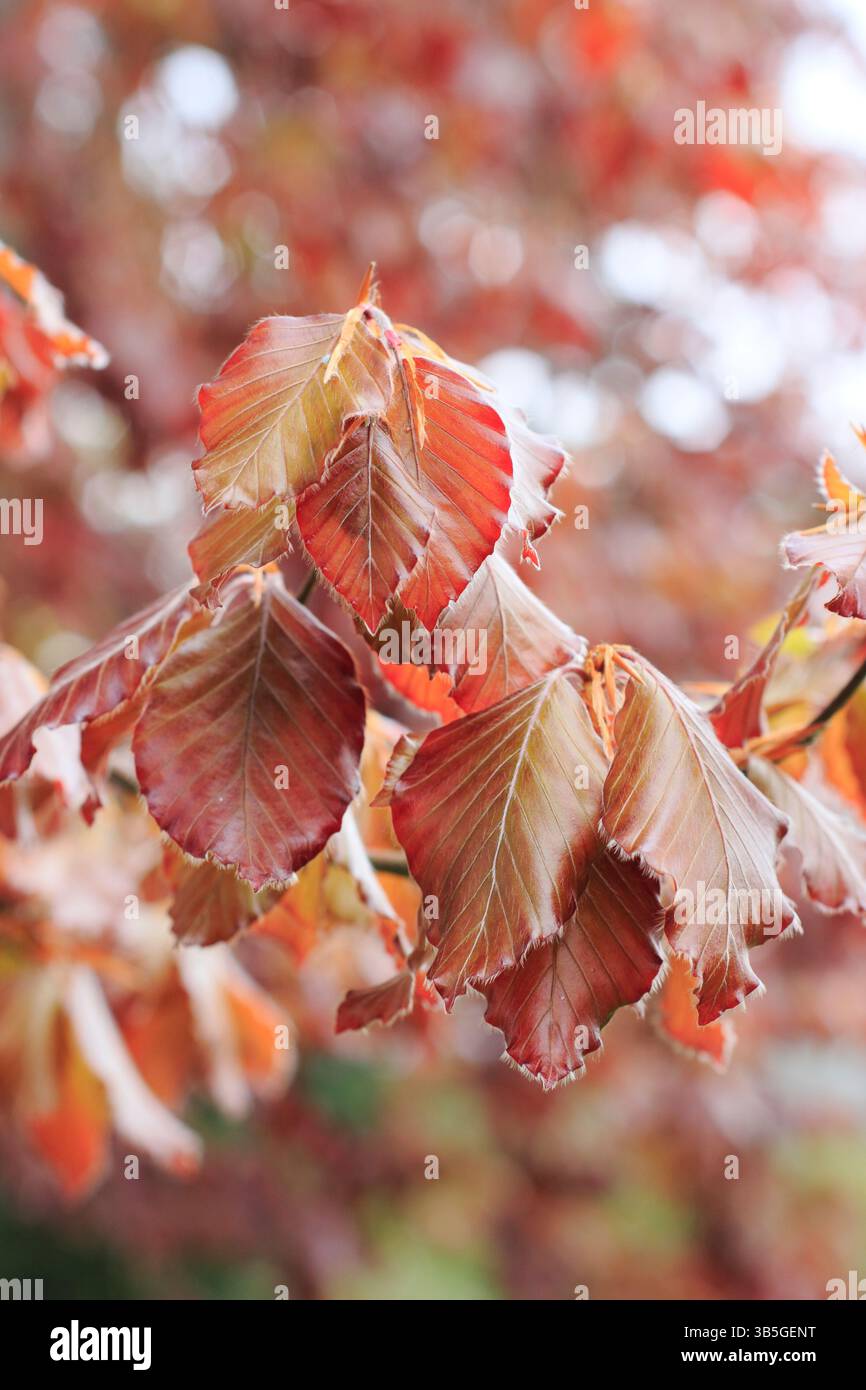 Copper beech. Fagus sylvatica f. purpurea displaying striking reddish ...