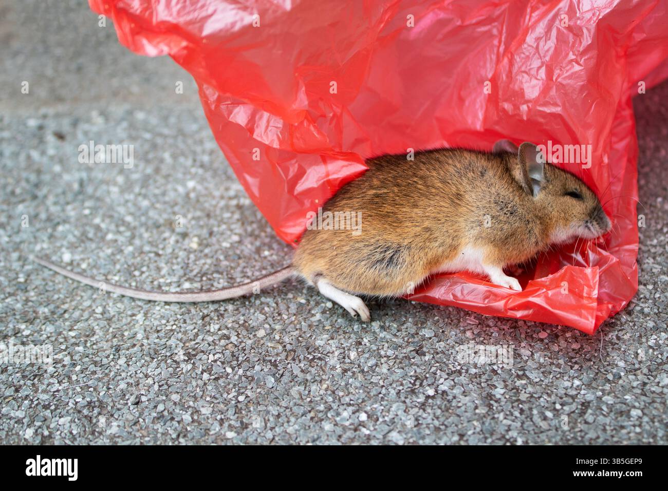 Small rodent dead on crumpled red plastic bag brown fur white feet long ...