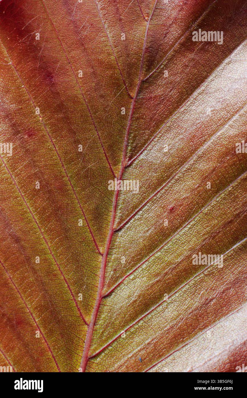Copper beech leaf close up. Fagus sylvatica f. purpurea displaying ...