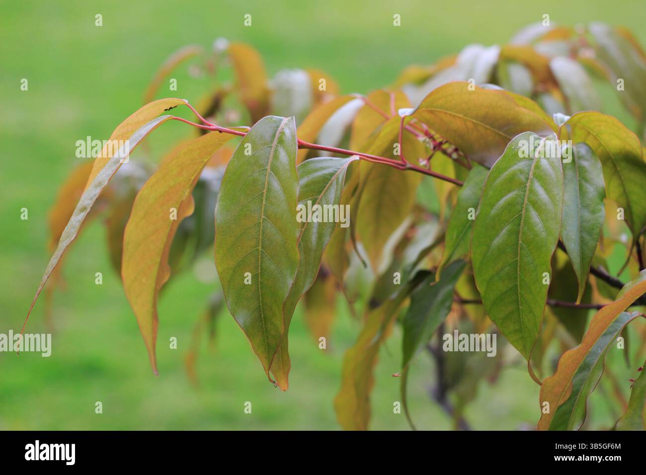 Characteristic lance shaped leaves hi-res stock photography and images ...