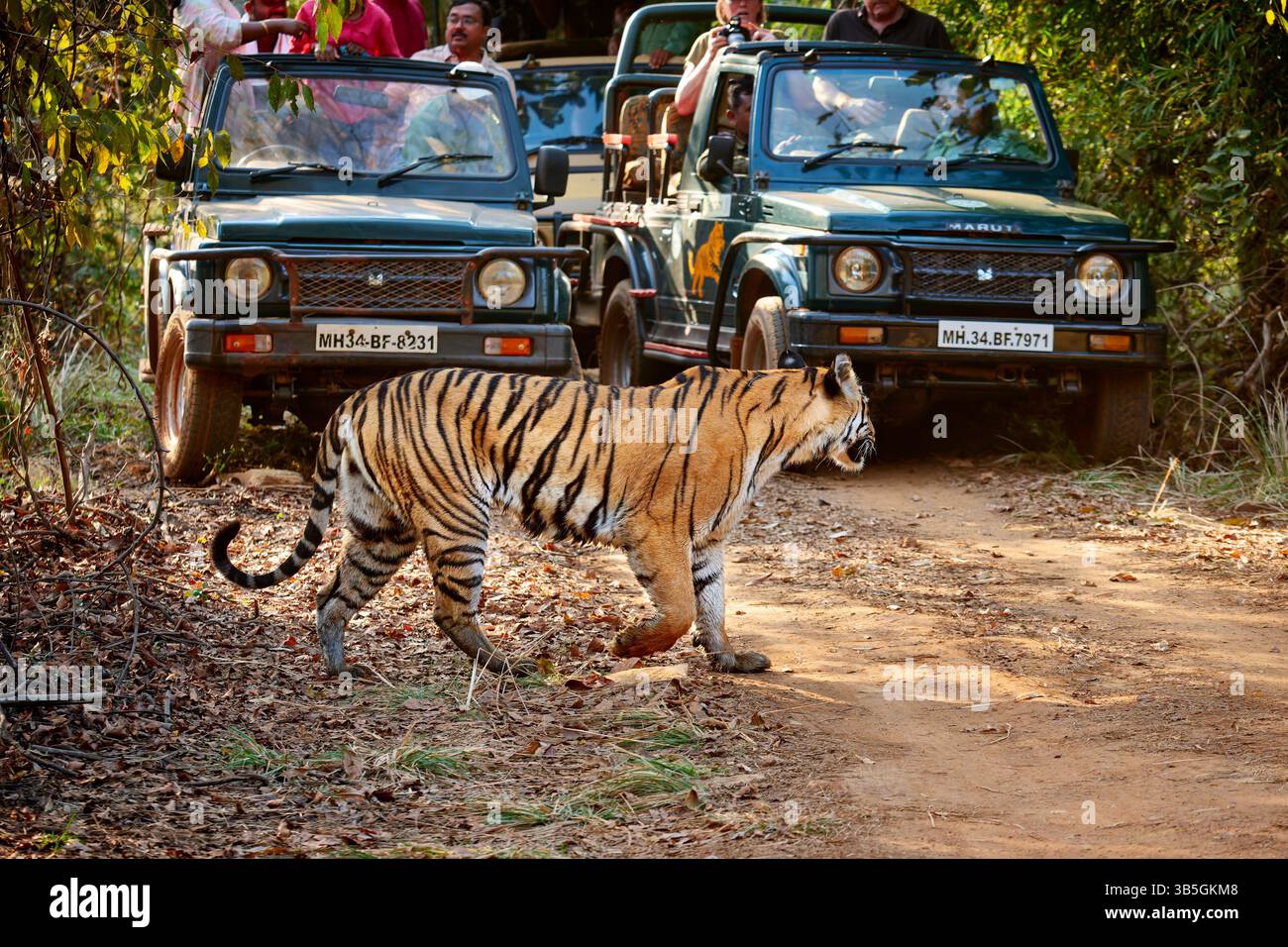 Bengal tiger (Panthera tigris tigris) between safari cars, Tadoba ...