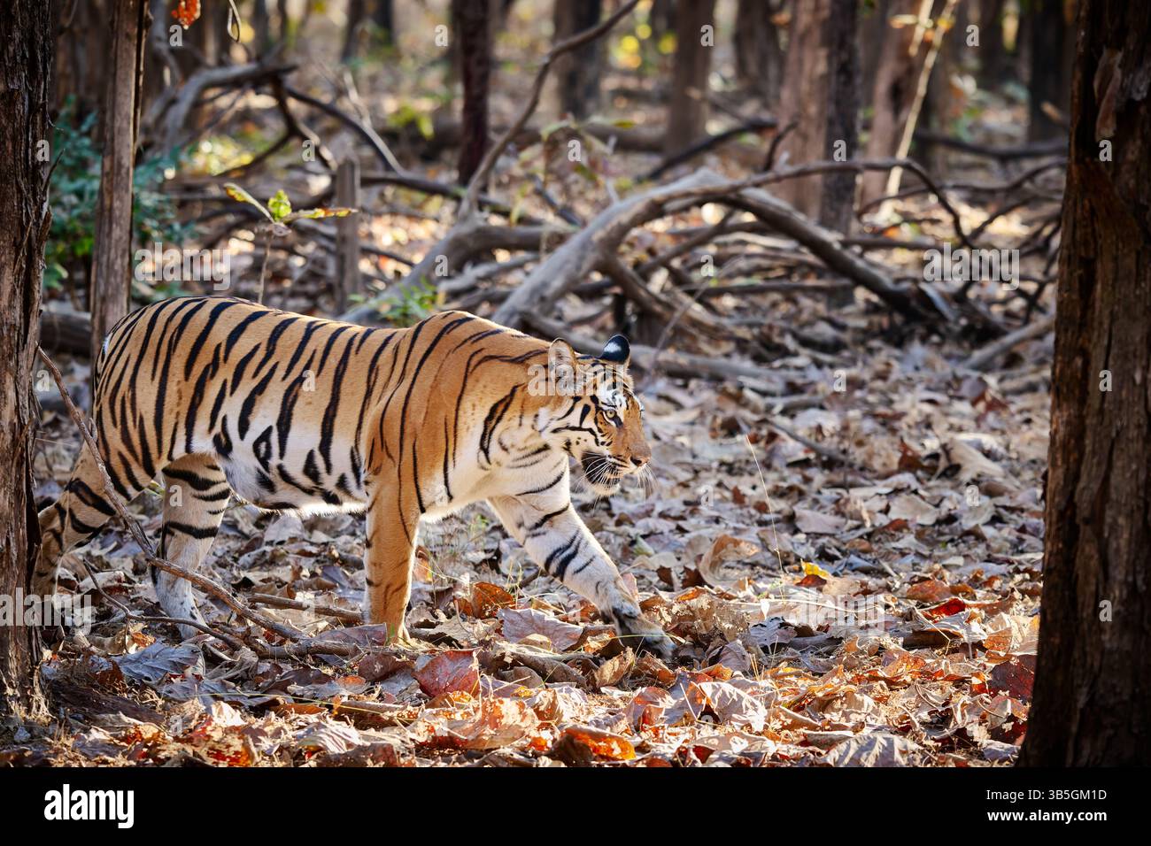 Bengal tiger (Panthera tigris tigris) walking in a forest between trees ...