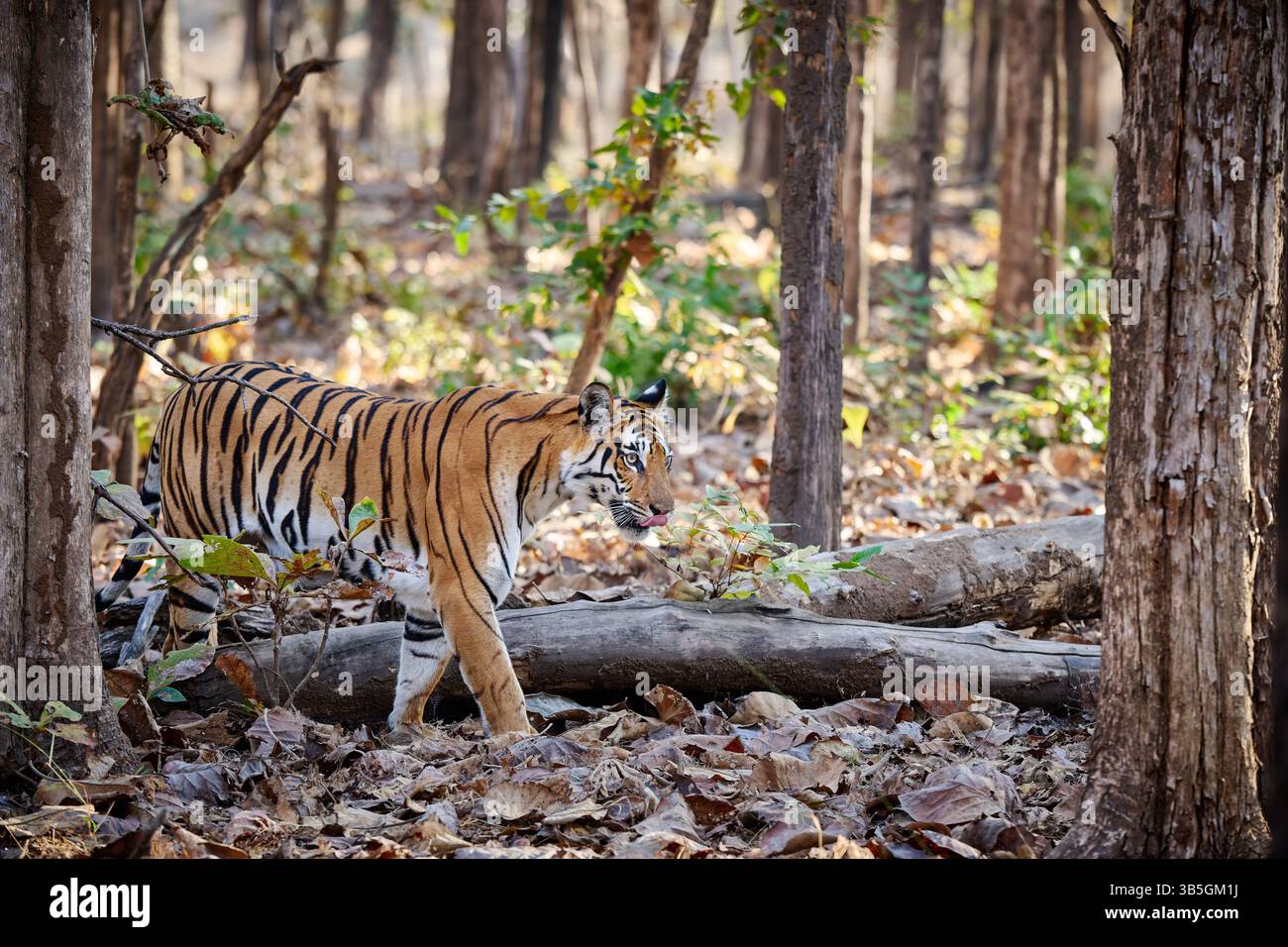 Bengal tiger (Panthera tigris tigris) walking in a forest between trees ...