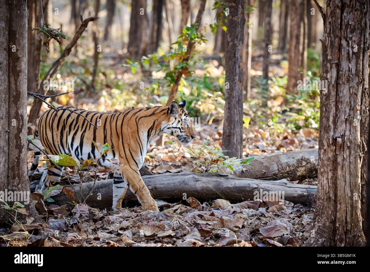Bengal tiger (Panthera tigris tigris) walking in a forest between trees ...