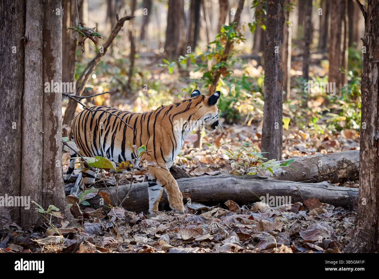 Bengal tiger (Panthera tigris tigris) walking in a forest between trees ...