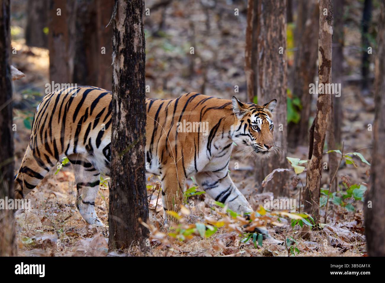Bengal tiger (Panthera tigris tigris) walking in a forest between trees ...