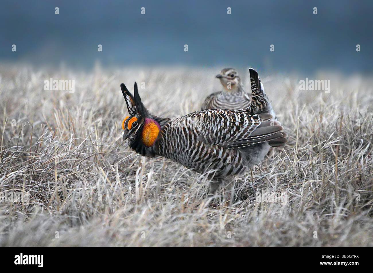 58719396w hi-res stock photography and images - Alamy