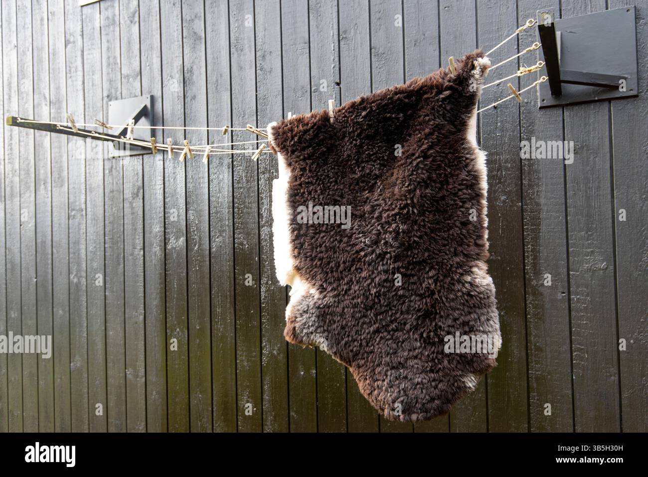 Faroese black white sheep hi-res stock photography and images - Alamy