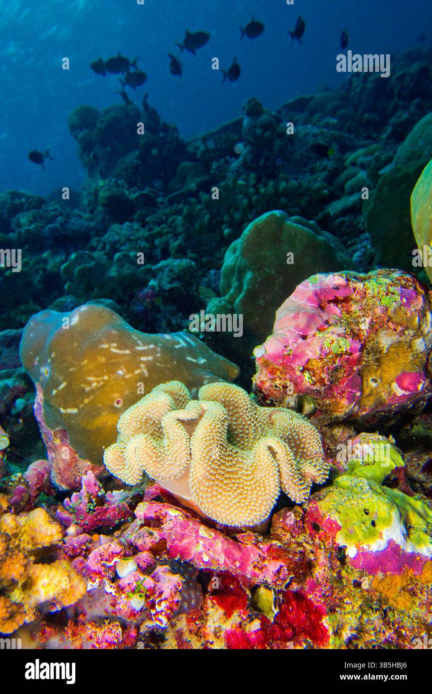 Coral Reef, Reef Building Coral, South Ari Atoll, Maldives, Indian ...