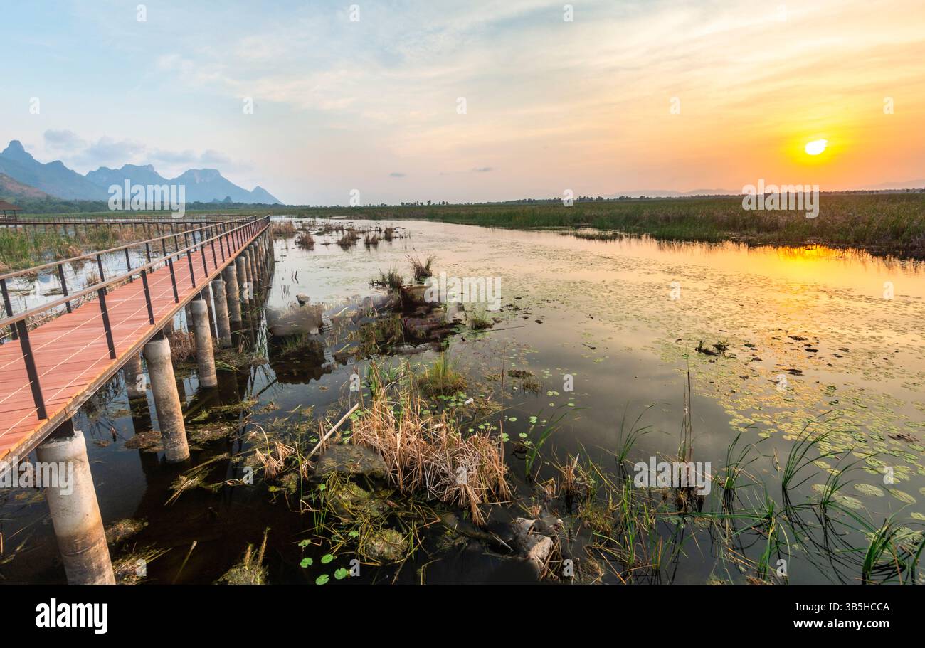 Freshwater Marsh and largest wetlands area in Thailand,with mangrove ...