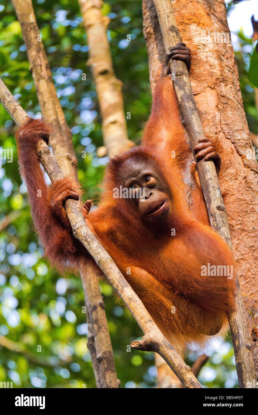 Orangutan, Pongo pygmaeus, Tanjung Puting National Park, Kalimantan ...