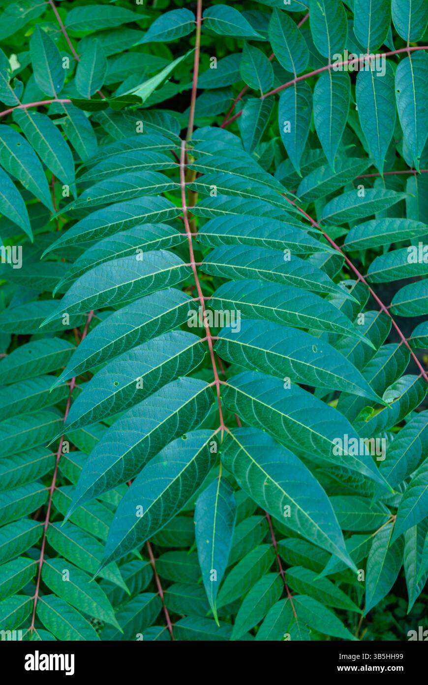 Vibrant green leaves with red stems display nature's symmetric beauty ...