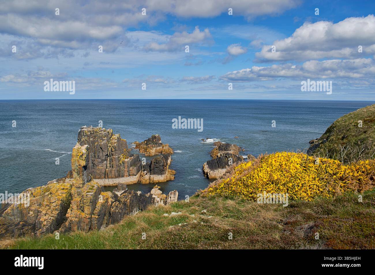 Moray Coastline near Macduff Scotland with rocks and yellow gorse ...
